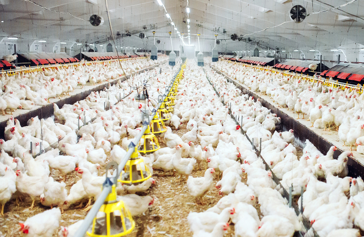 Aviculture : Le secteur toujours dans un cycle contraignant